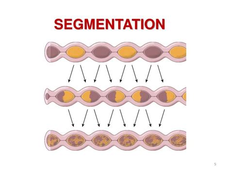 Ppt Small Intestine 1 Motility And Secretion Powerpoint Presentation Id 1865356
