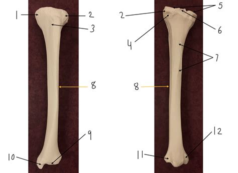 Styloid Process Of Tibia