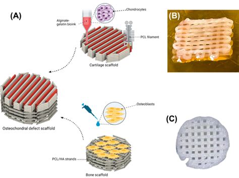 Table 1 From Fabrication Of 3d Bioprinted Bi Phasic Scaffold For Bone Cartilage Interface
