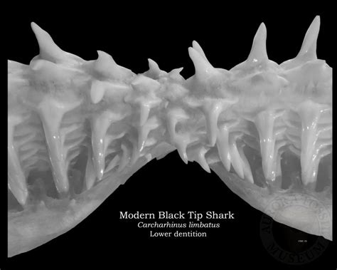 Shark Dentitions Aurora Fossil Museum