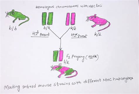 The Expression Of Mhc Genes And Diversity Between Different Mhc Classes