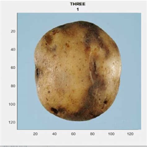 Pdf Potato Diseases Detection And Classification Using Deep Learning