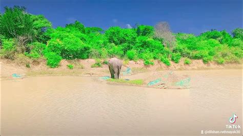 තවත් ලස්සන සතුන් බලන්න මාගේ චැනල් එක දැන්ම සබ්ස්ක්‍රයිබ් කරන්න ස්තූතියි Youtube