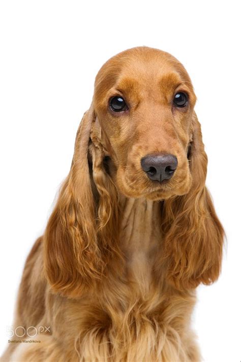 English Cocker Spaniel Cocker Spaniel English Cocker Spaniel Cocker