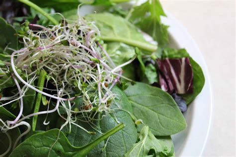 How To Plant A Raspberry Patch At Home