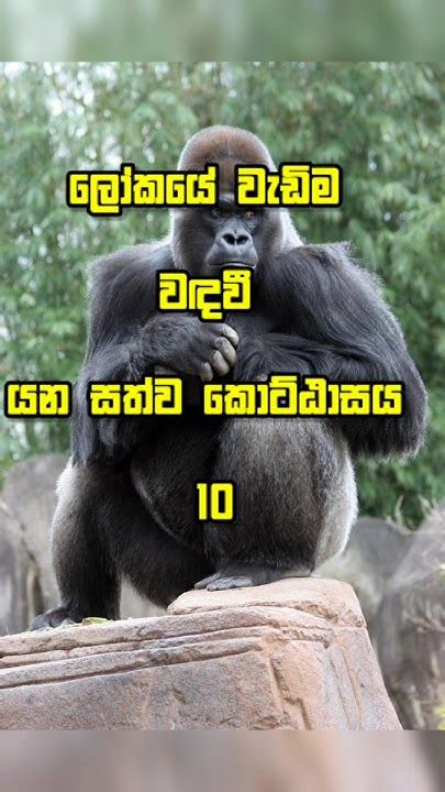 ලෝකයේ වැඩිම වඳවී යන සත්ව කොට්ඨාසය Shortsviral Education Shorts Srilanka Youtube