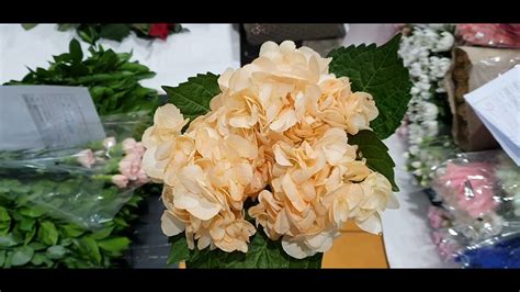 콜롬비아 수국 피치 Youtube