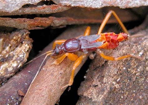 Brown Ground Assassin Bug Ectomocoris Sp