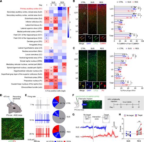 a thalamic primary auditory cortex circuit mediates resilience to