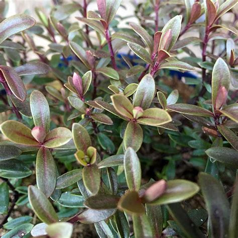 Hebe Pascal Markeaton Garden Centre