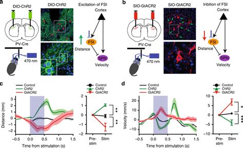 Optogenetic Manipulation Of Fsi Activity Disrupts Pursuit Performance