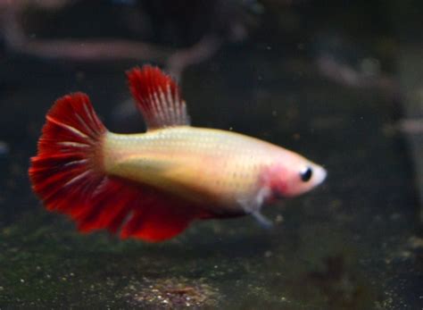 Assorted Betta Halfmoon Female Nano Tanks Australia Aquarium Shop