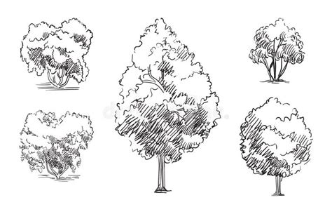 Hand Drawing Sketch Of Trees Vector Illustration Stock Illustration Illustration Of Isolated