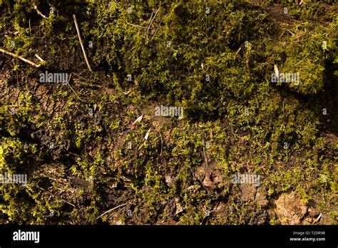 Moss Covered Tree Texture Close Up Stock Photo Alamy