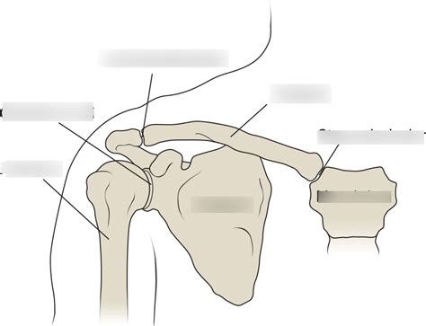 Diagram Of Upper Extremities Anatomy 1 Quizlet