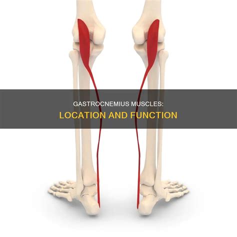 Gastrocnemius Muscles Location And Function Cyvigor