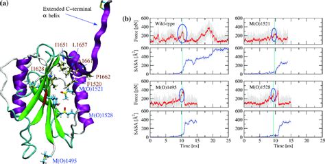 Pulling Simulations And Undocking Of The C Terminal α Helix A