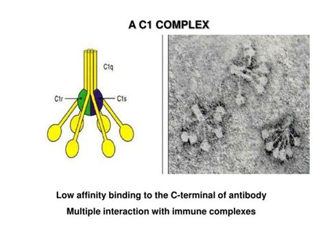 Complement Components Best Biology Notes Reference