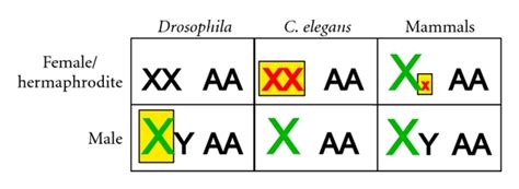 X Chromosome Dosage Compensation Dosage Compensation Balances Download Scientific Diagram