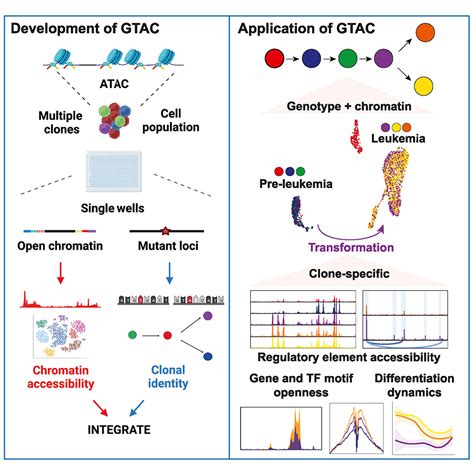 Gtac Enables Parallel Genotyping Of Multiple Genomic Loci With Chromatin Accessibility Profiling