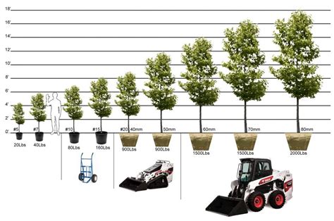 Planting Trees In Calgary