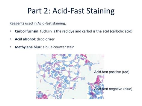 ppt lab 3 visualizing and identifying microorganisms gram and acid