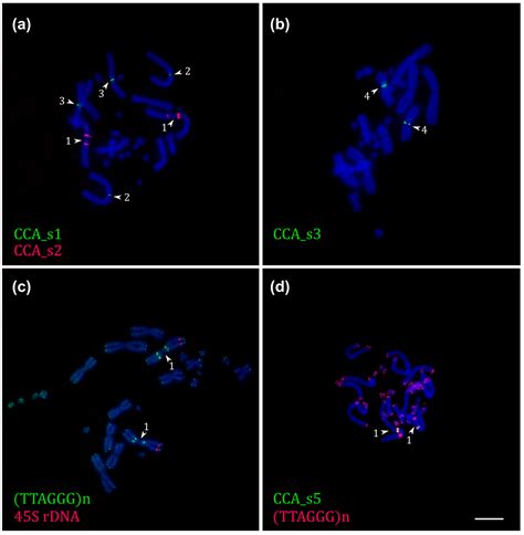 Identification Of Iguania Ancestral Syntenic Blocks And Putative Sex