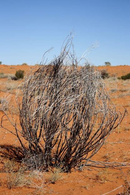 Premium Photo Tumble Weed