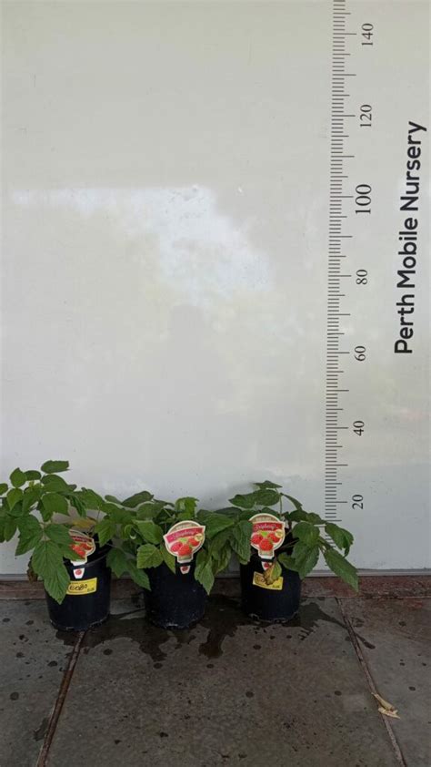 Raspberry Bush Perth Wa