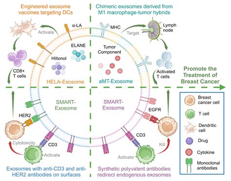 Frontiers The Involvement And Application Potential Of Exosomes In Breast Cancer Immunotherapy