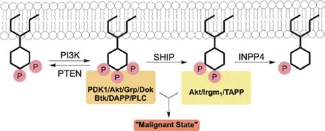 The Two PIP Hypothesis Download Scientific Diagram