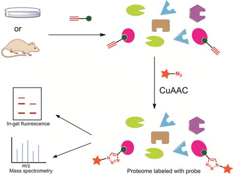 Schematic Representation For The Abpp Strategy Using Cuaac Reaction Download Scientific