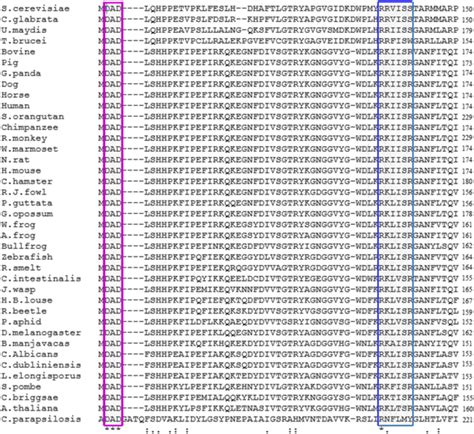 Alignment Of Amino Acid Sequence Of Dpms The Alignment Of Dpms