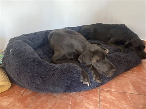 Giant Dog Bed The Gigantic Ass Bed For Colossal Canines Big Ass Dog