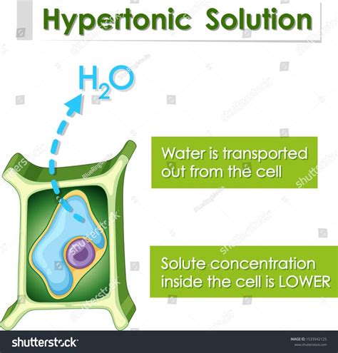 Diagram Showing Hypertonic Solution Illustration Ad Ad Showing