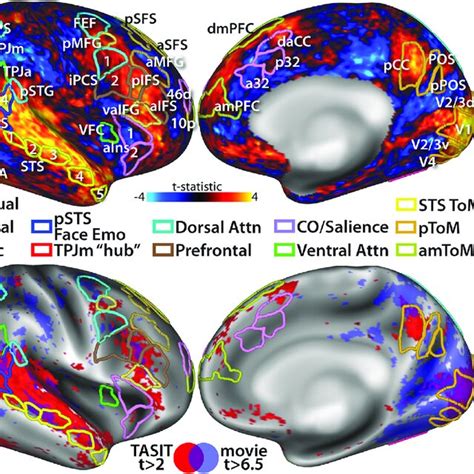 Cortical Activation By Naturalistic Stimuli And Region Of Interest