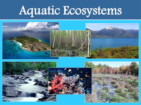 Water Related Ecosystems On Emaze