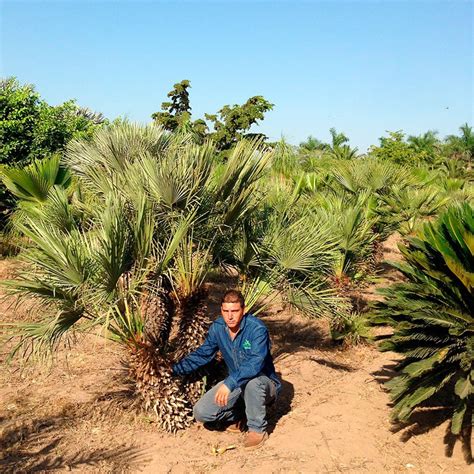 Chamerops Humillis Cepalmex