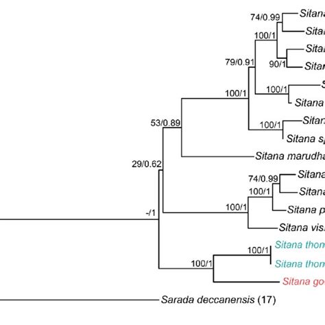 maximum likelihood tree with highest likelihood score based on the