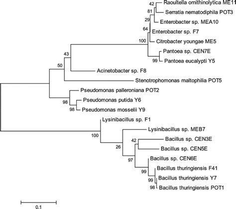 Rooted Neighbour Joining Tree Of Epiphytic Bacteria Based On 16s Rrna Download Scientific