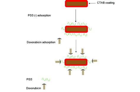 Scheme 1 Schematic Representation Of Fabrication Of Dox Conjugated Au Nrs Download Scientific