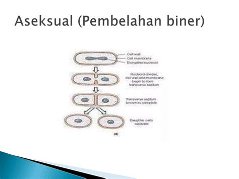 Archaebacteria Dan Eubacteria Pptx