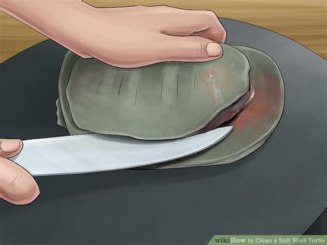 How To Clean A Soft Shell Turtle Steps With Pictures
