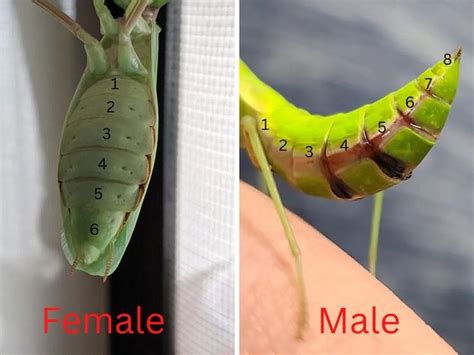 Praying Mantis Gender How To Identify Male Or Female Praying Mantis