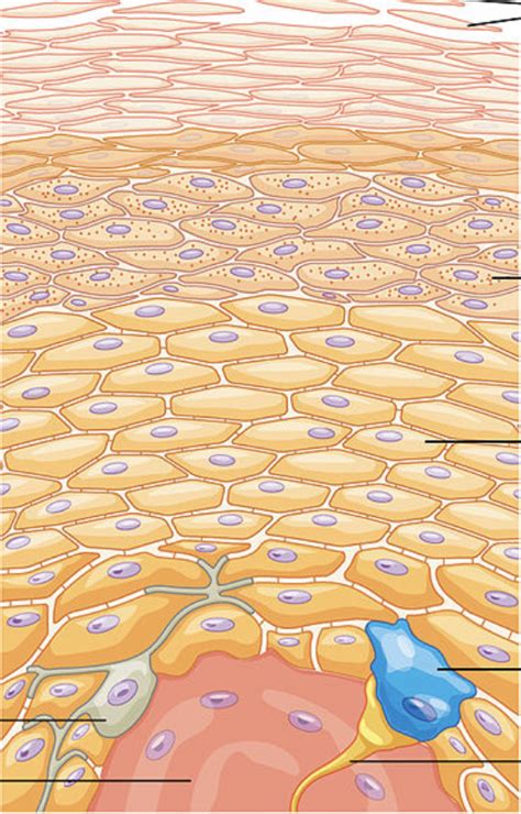 Lab Practical Integumentary System Diagram Quizlet