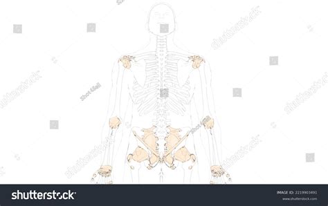 Human Connective Tissue Anatomy D Illustration Stock Illustration Shutterstock