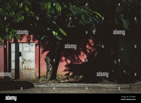 Horizontal Shot Of A Tree With Green Pinnate Leaves Near A Red Wall And A Grey Metallic Door