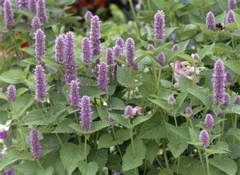 Growing And Sowing Of The Mexican Hyssop Sowing Tips At