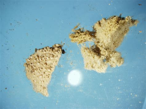 Non Vascular Plants Specimen 20 Scleroderma Areolatum