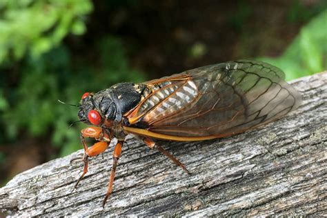 A Brood Awakening